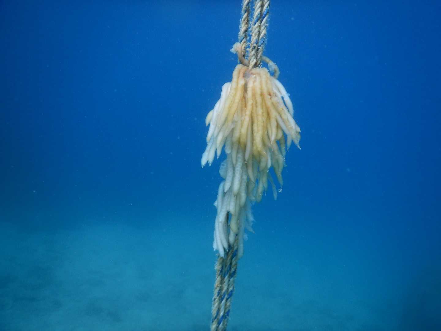 Luxury marinas worldwide - Camper & Nicholsons Marinas